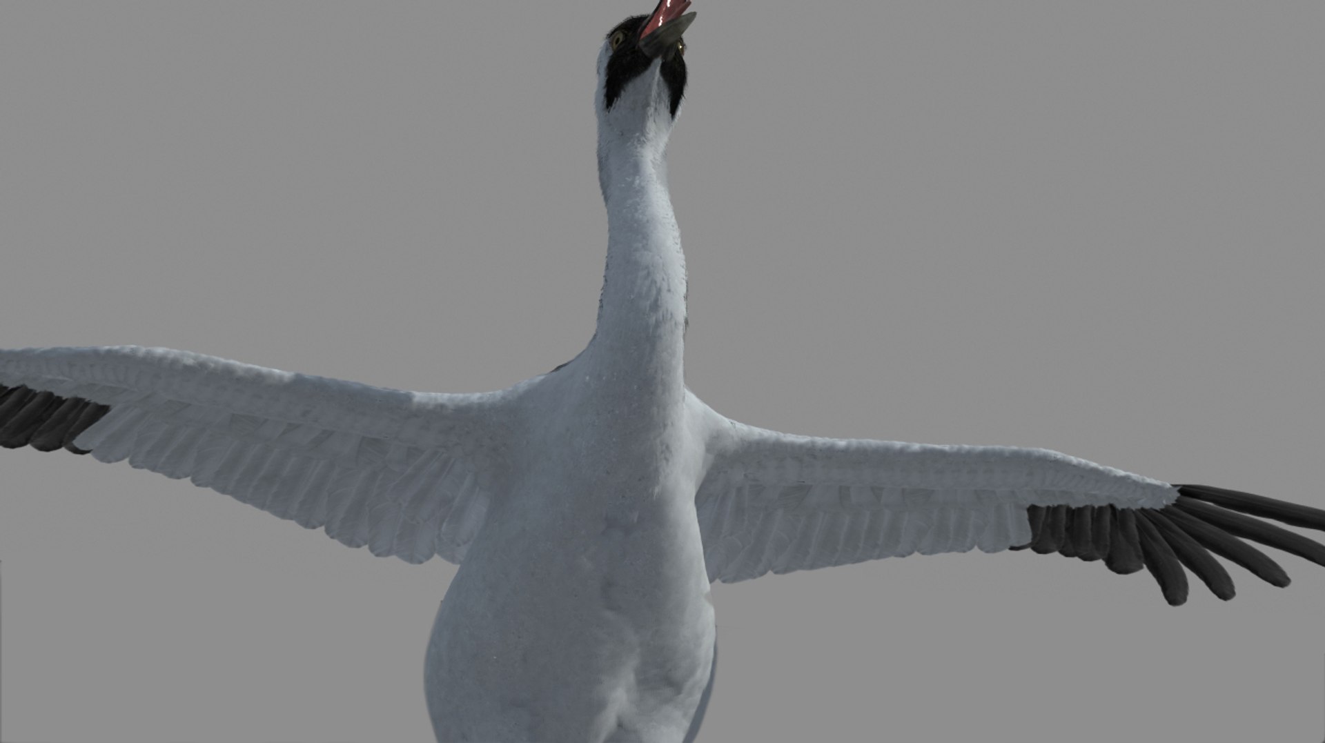 Crane Big Feathers 3d Max