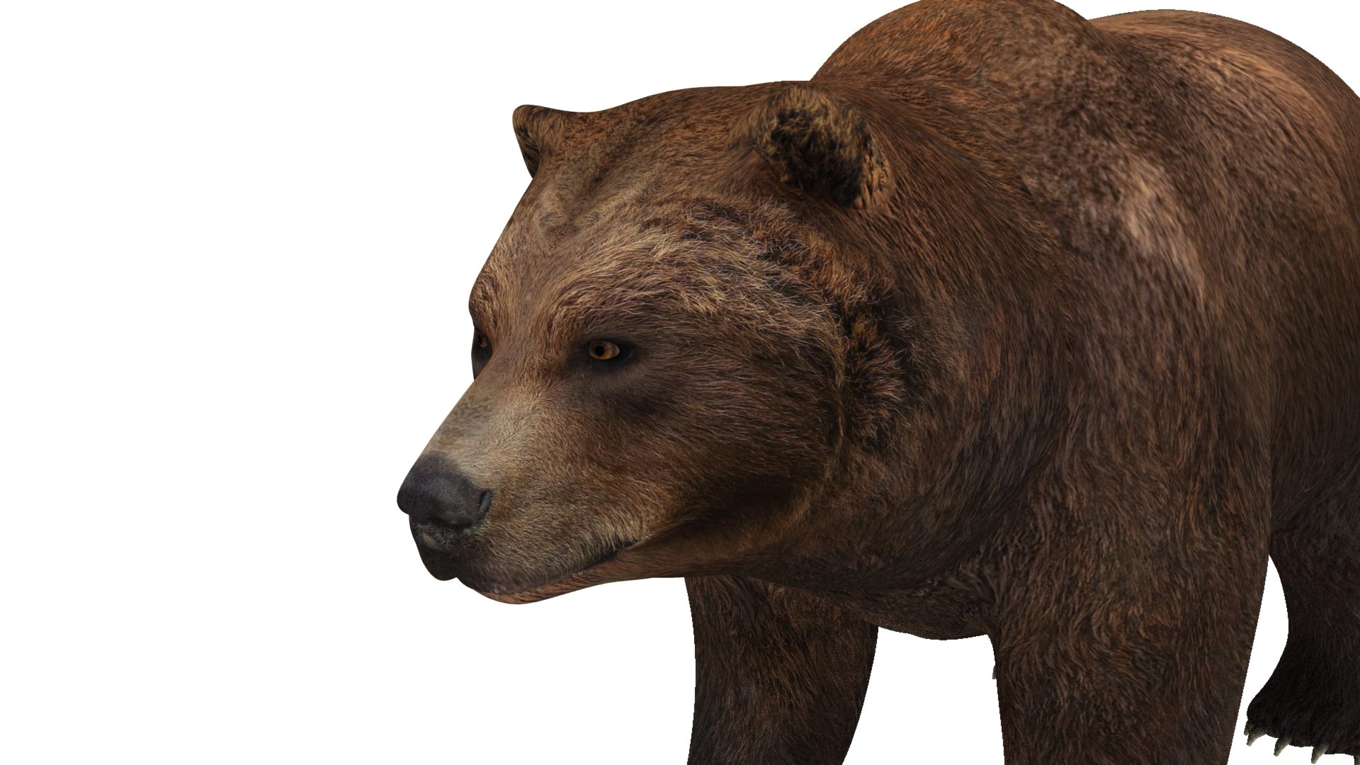 Brown Bear Model - TurboSquid 1749215