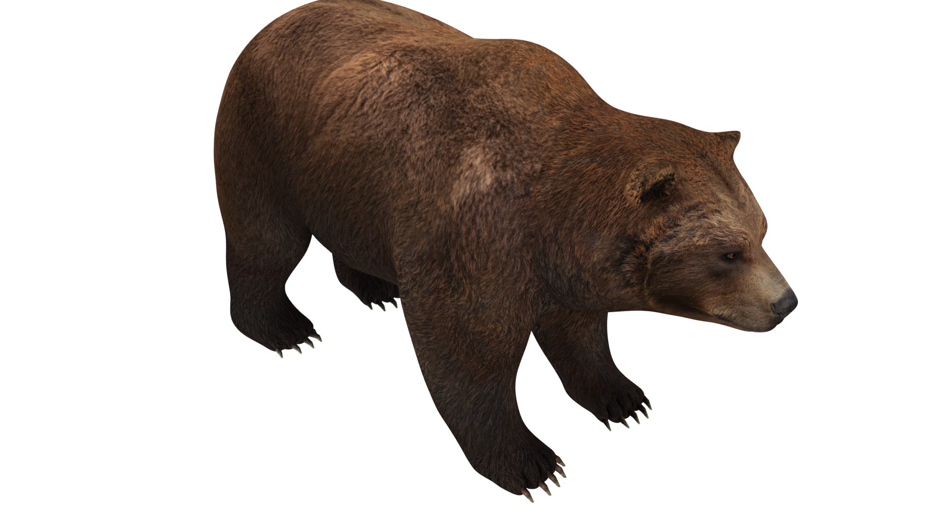 Brown Bear Model - TurboSquid 1749215