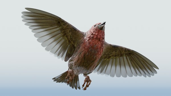 modelo 3d Pinzón doméstico - BLENDER - TurboSquid 1938029