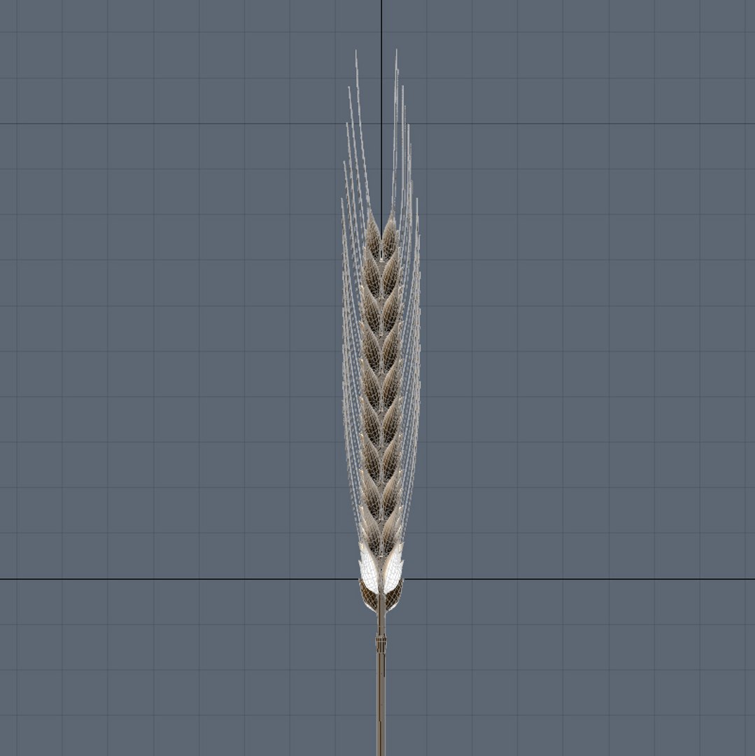 Summer Wheat 3d Fbx