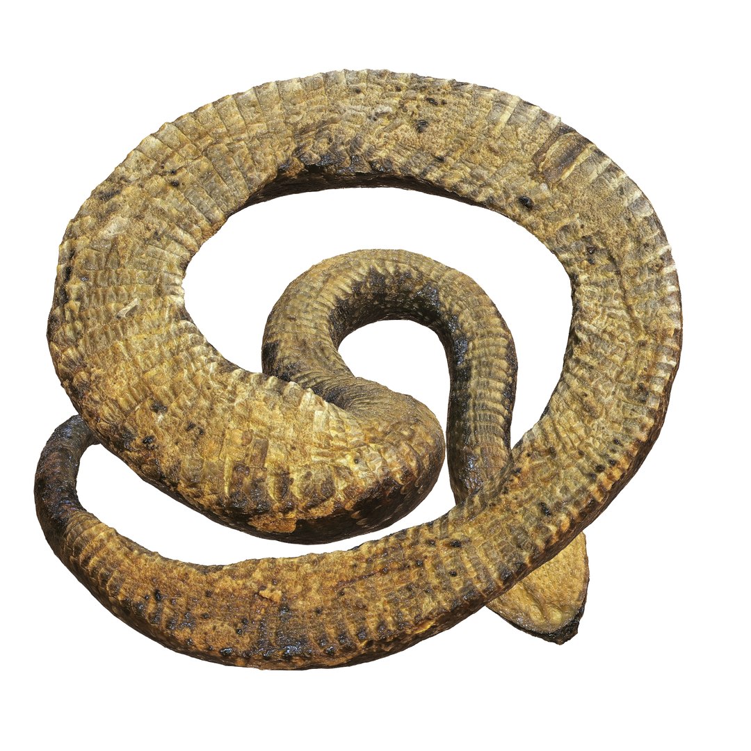 3D Model PYTHON VIPER SNAKE - TurboSquid 2381389