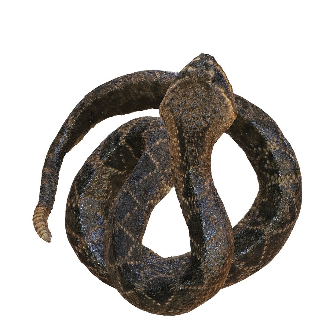 3D Model PYTHON VIPER SNAKE - TurboSquid 2381389