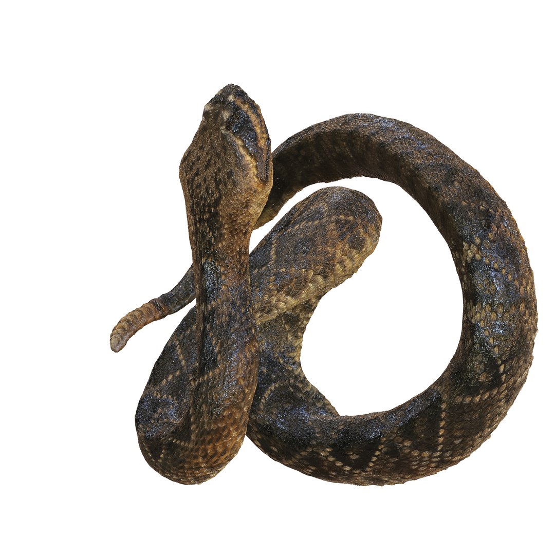 3D Model PYTHON VIPER SNAKE - TurboSquid 2381389