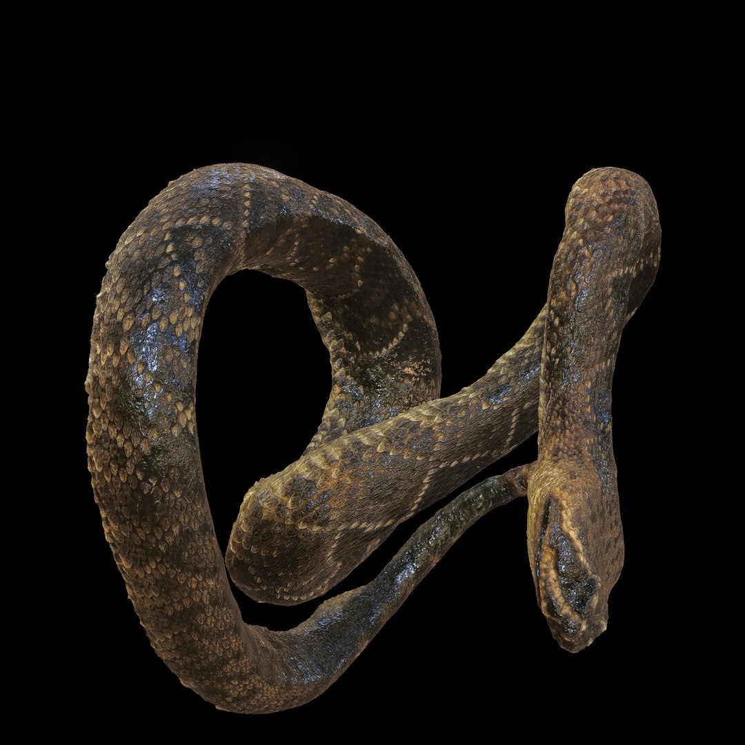 3D Model PYTHON VIPER SNAKE - TurboSquid 2381389