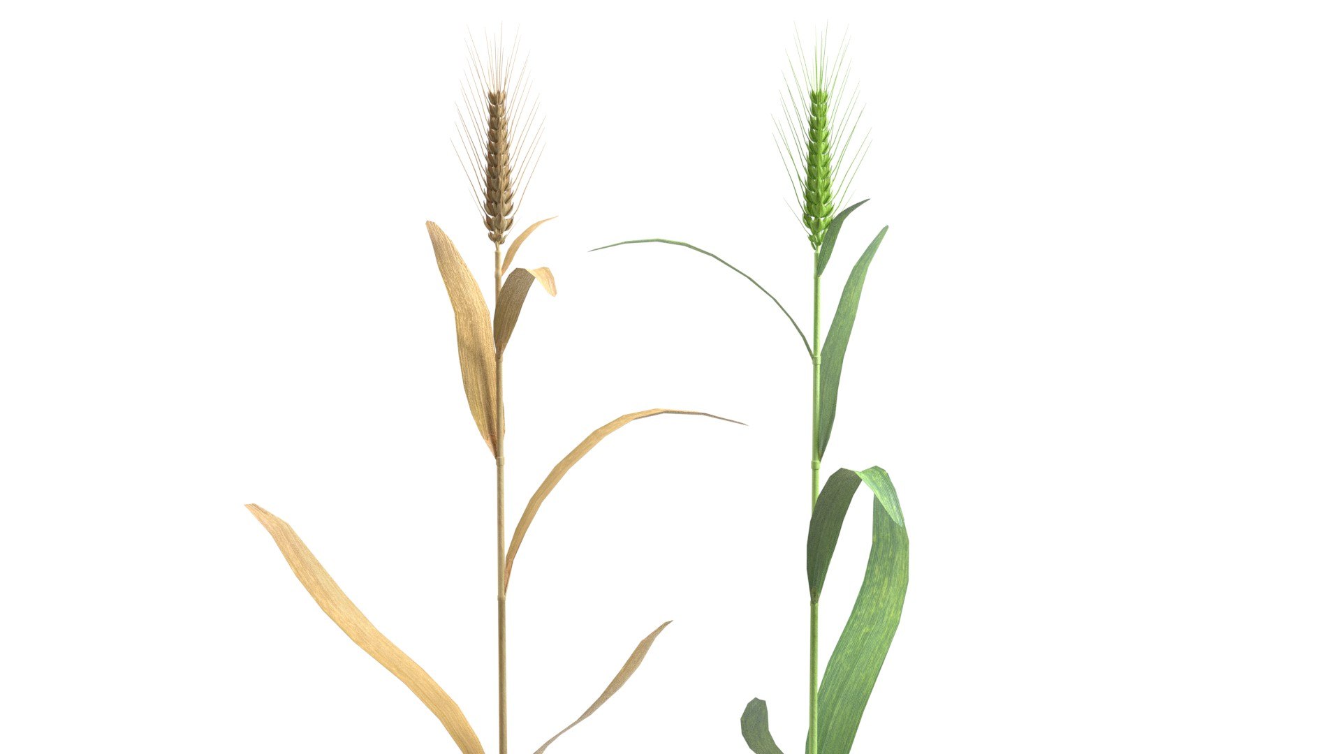 Wheat Spike Green And Dried 3D Model - TurboSquid 2408840