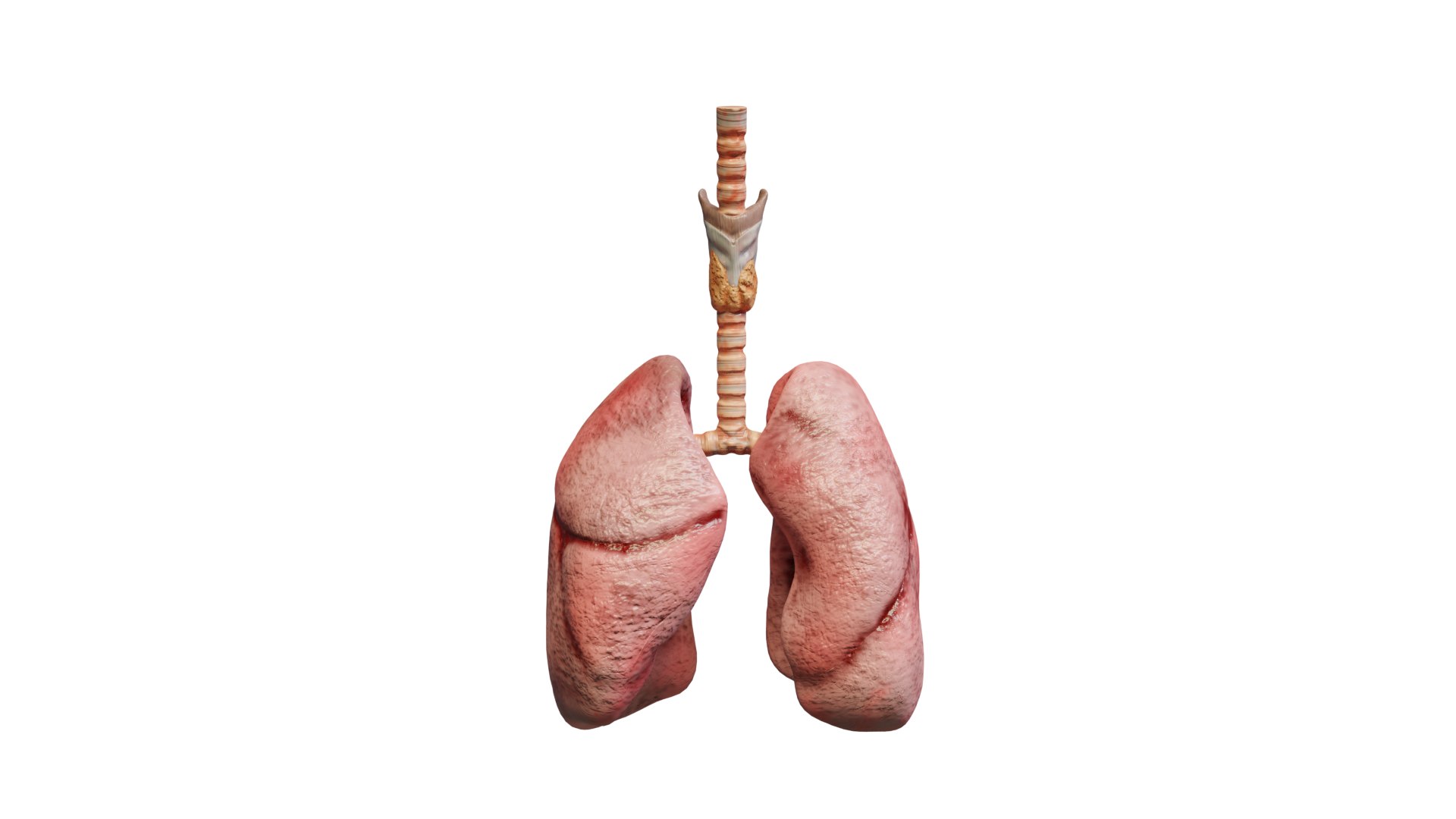 3D Human Lungs Realistic Anatomy - TurboSquid 2148843