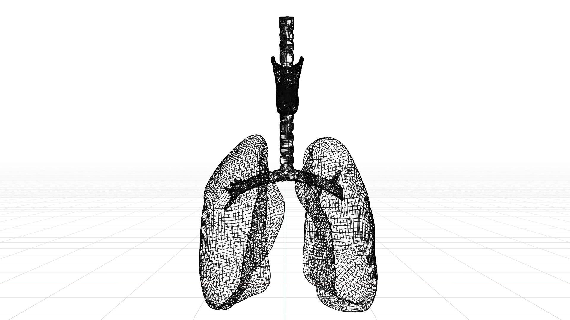 3D Human Lungs Realistic Anatomy - TurboSquid 2148843