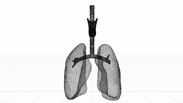 modelo 3d Anatomía realista de los pulmones humanos - TurboSquid 2148843