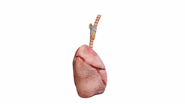 modelo 3d Anatomía realista de los pulmones humanos - TurboSquid 2148843