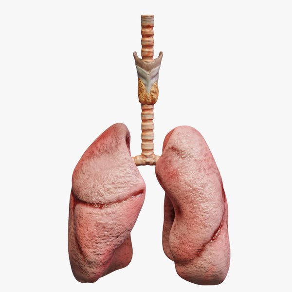 modelo 3d Anatomía realista de los pulmones humanos - TurboSquid 2148843