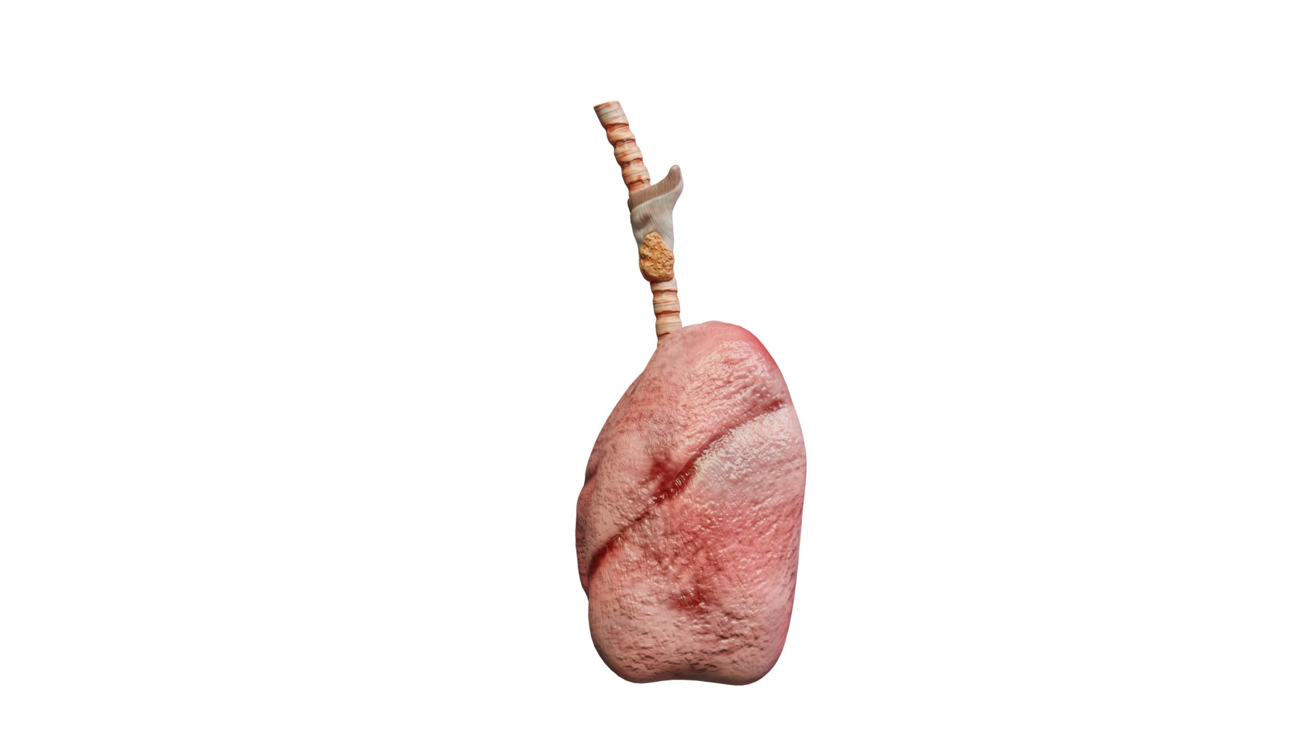 3D Human Lungs Realistic Anatomy - TurboSquid 2148843