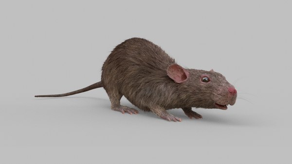 modelo 3d modelo de rata - TurboSquid 1368181