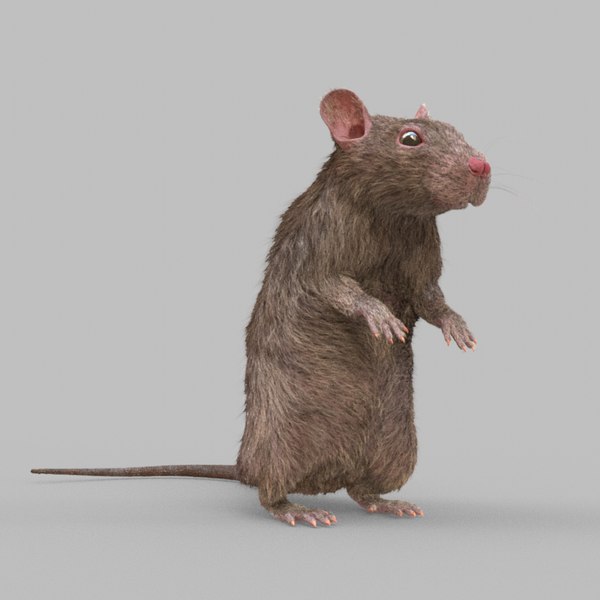 modelo 3d modelo de rata - TurboSquid 1368181