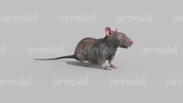 modelo 3d modelo de rata - TurboSquid 1368181