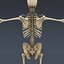 Human Skeleton Rigged Male Man 3d Model