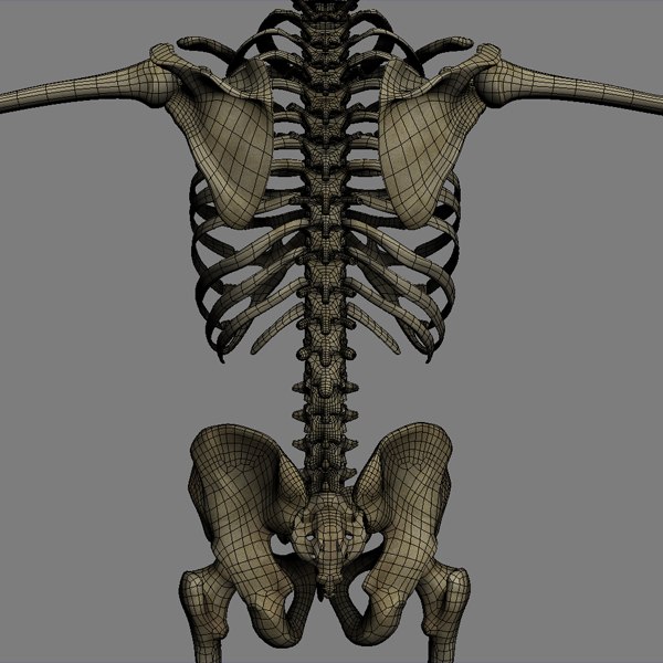 human skeleton rigged male man 3d model