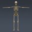 Human Skeleton Rigged Male Man 3d Model