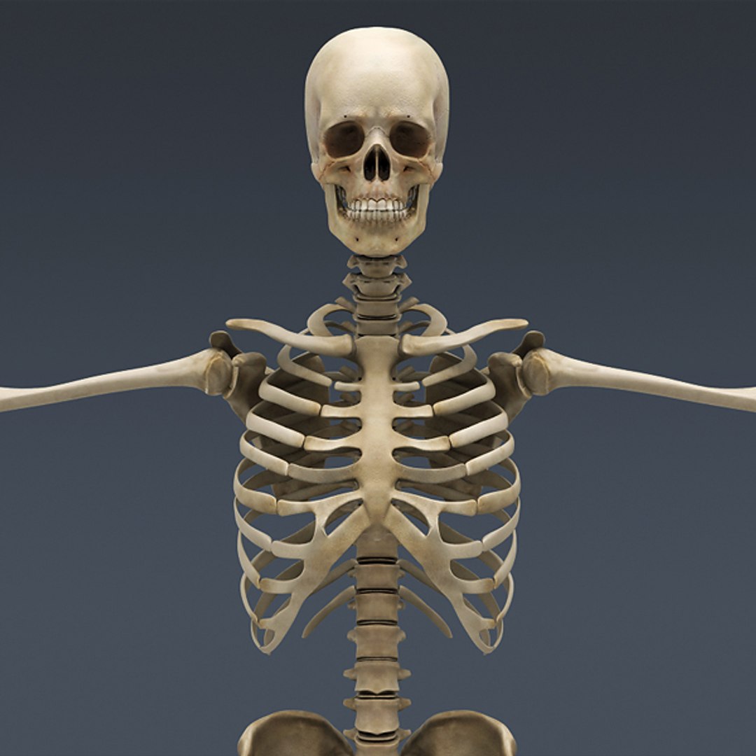Human Skeleton Rigged Male Man 3d Model