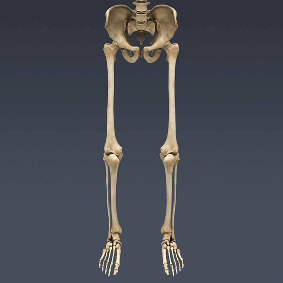 Human Skeleton Rigged Male Man 3d Model
