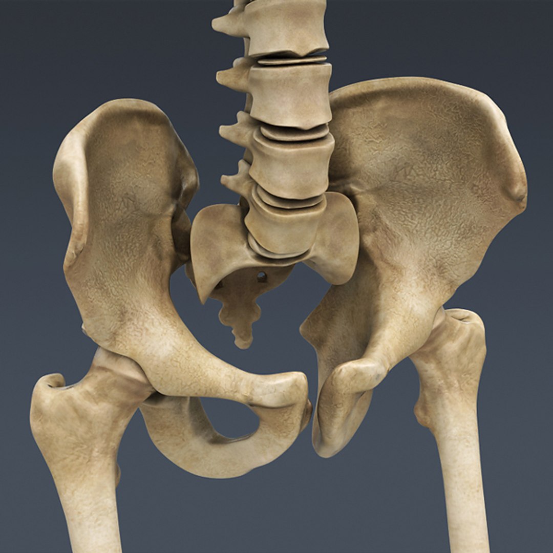 Human Skeleton Rigged Male Man 3d Model