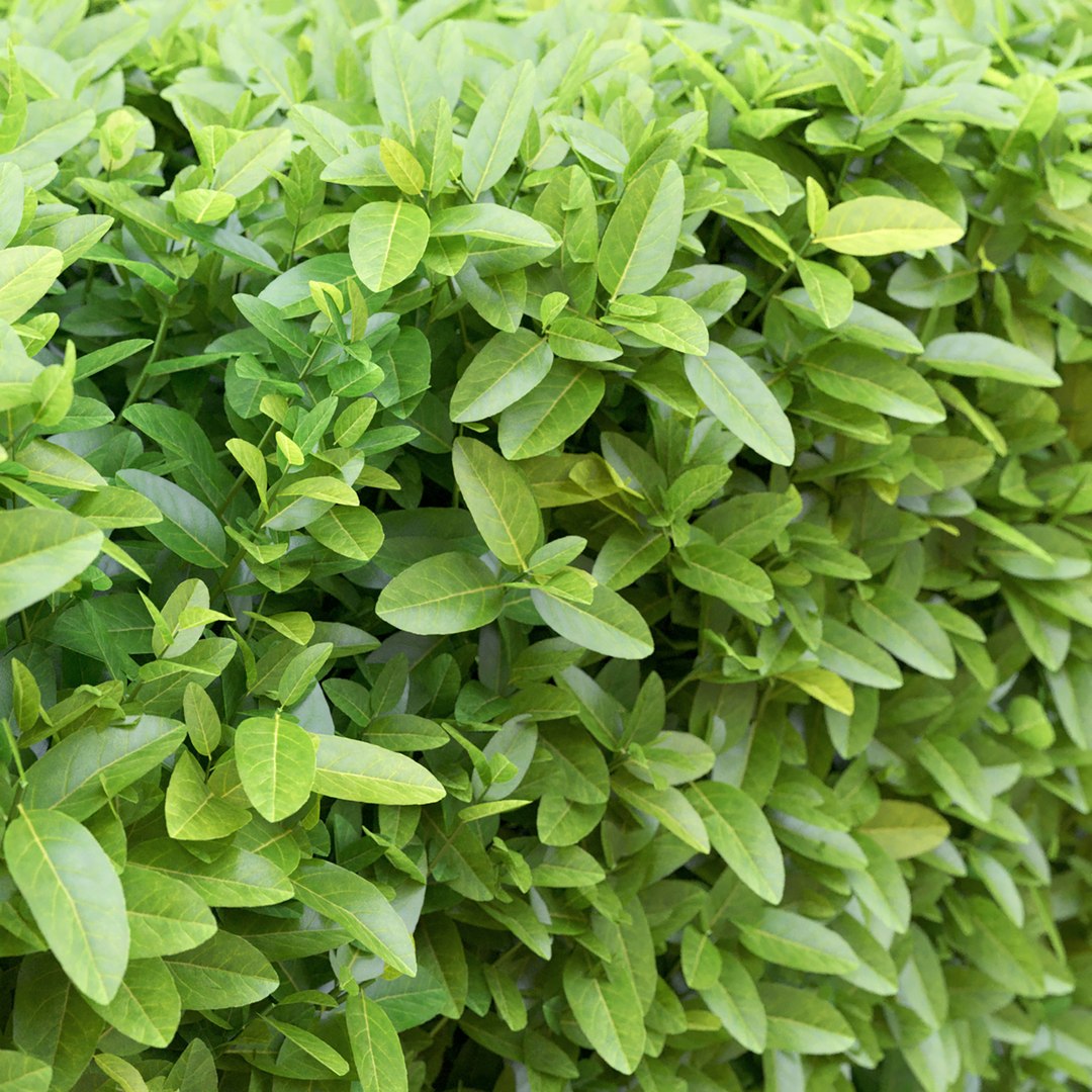 Ligustrum Hedge 05 3D Model - TurboSquid 1861544