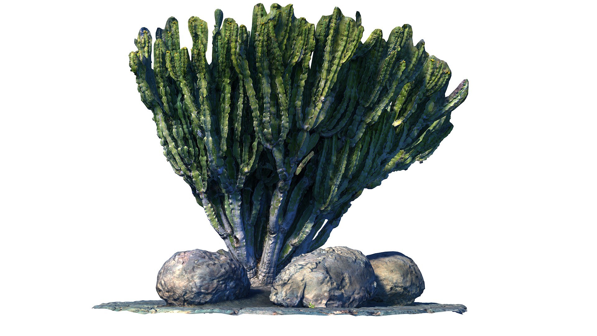 3ds Max Real Cactus Tree