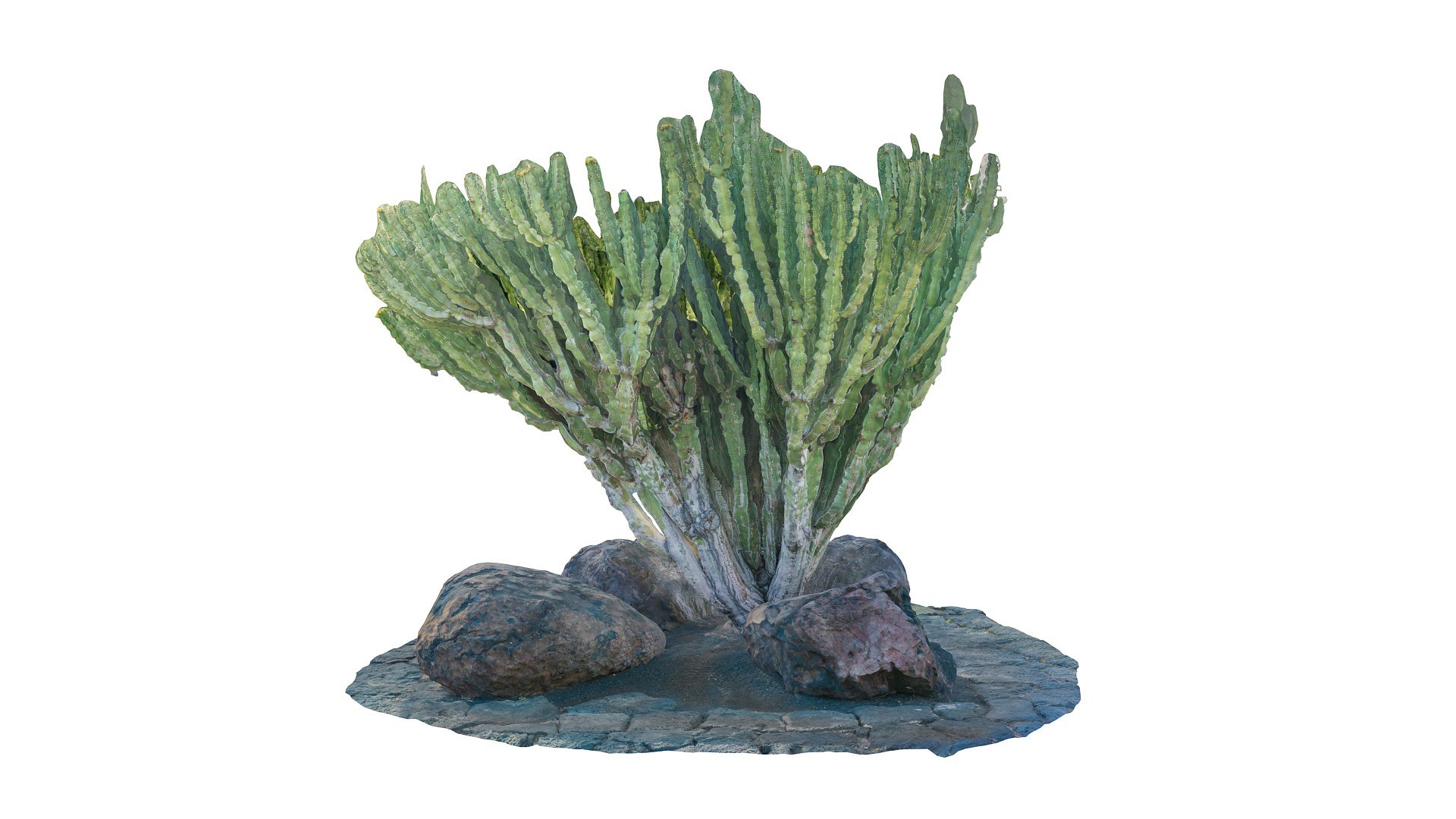 3ds Max Real Cactus Tree