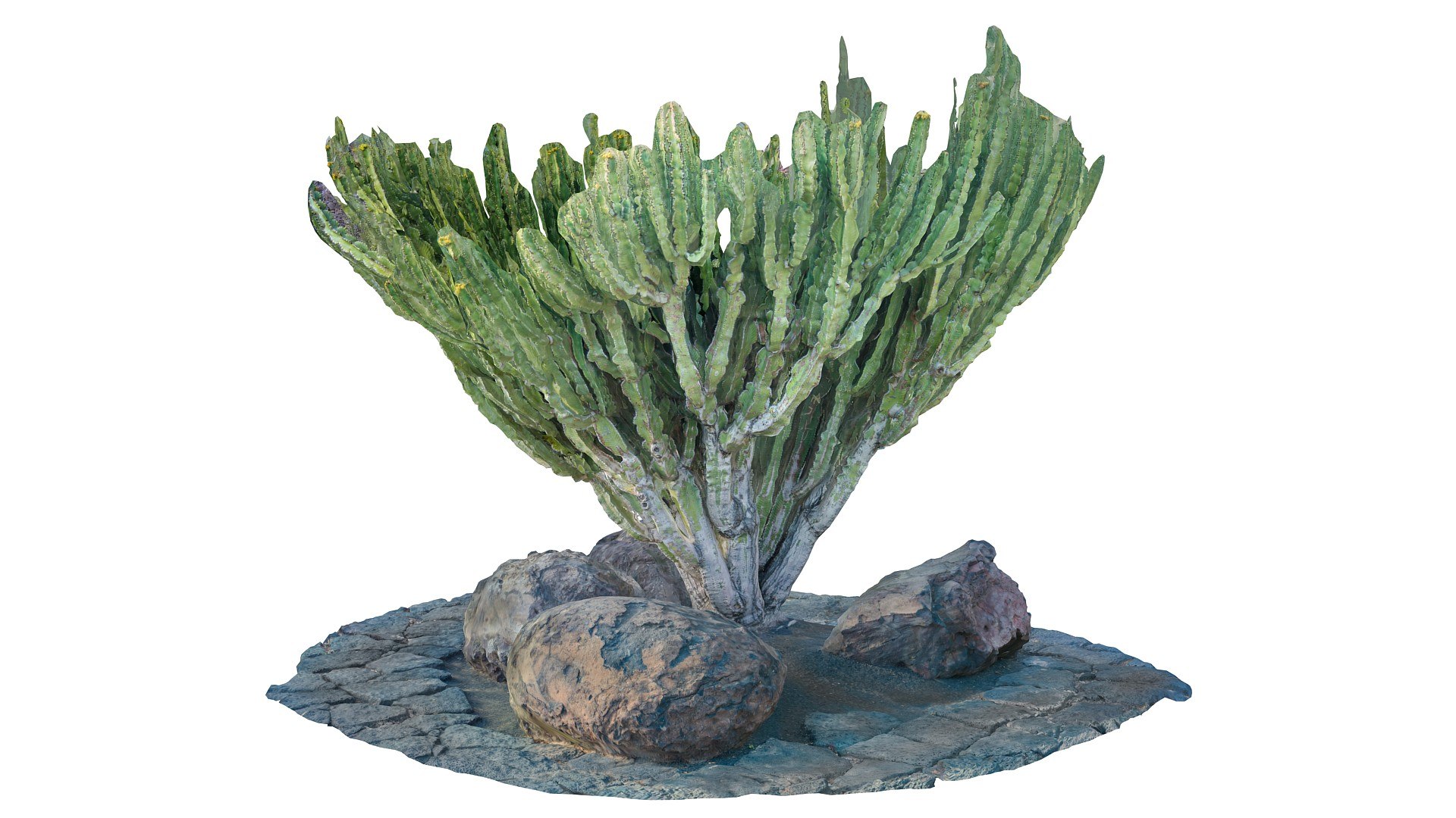 3ds Max Real Cactus Tree