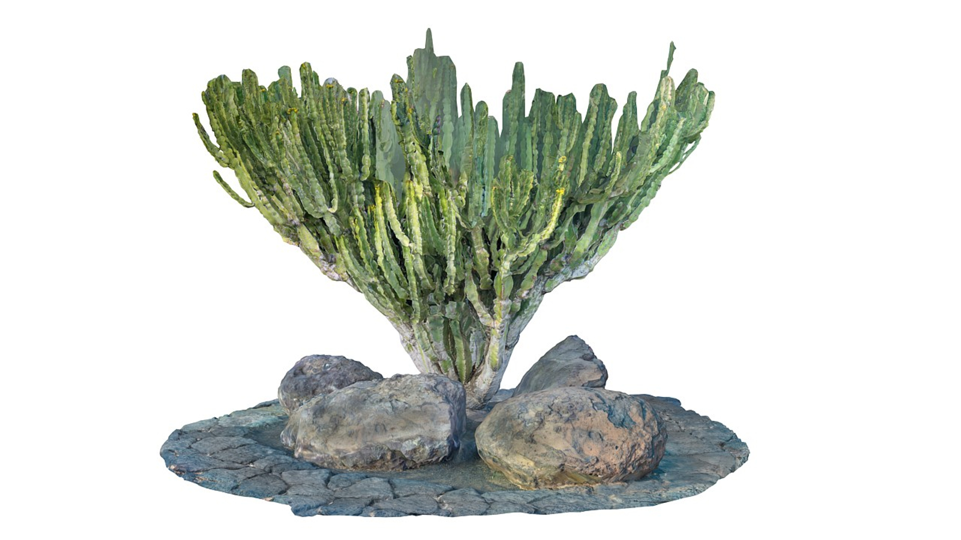 3ds Max Real Cactus Tree