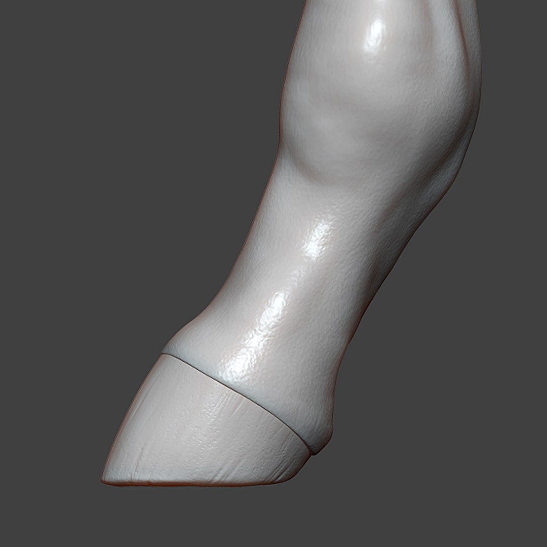 Horse Foal Hoof Highpoly Sculpt 3D Model - TurboSquid 1810320