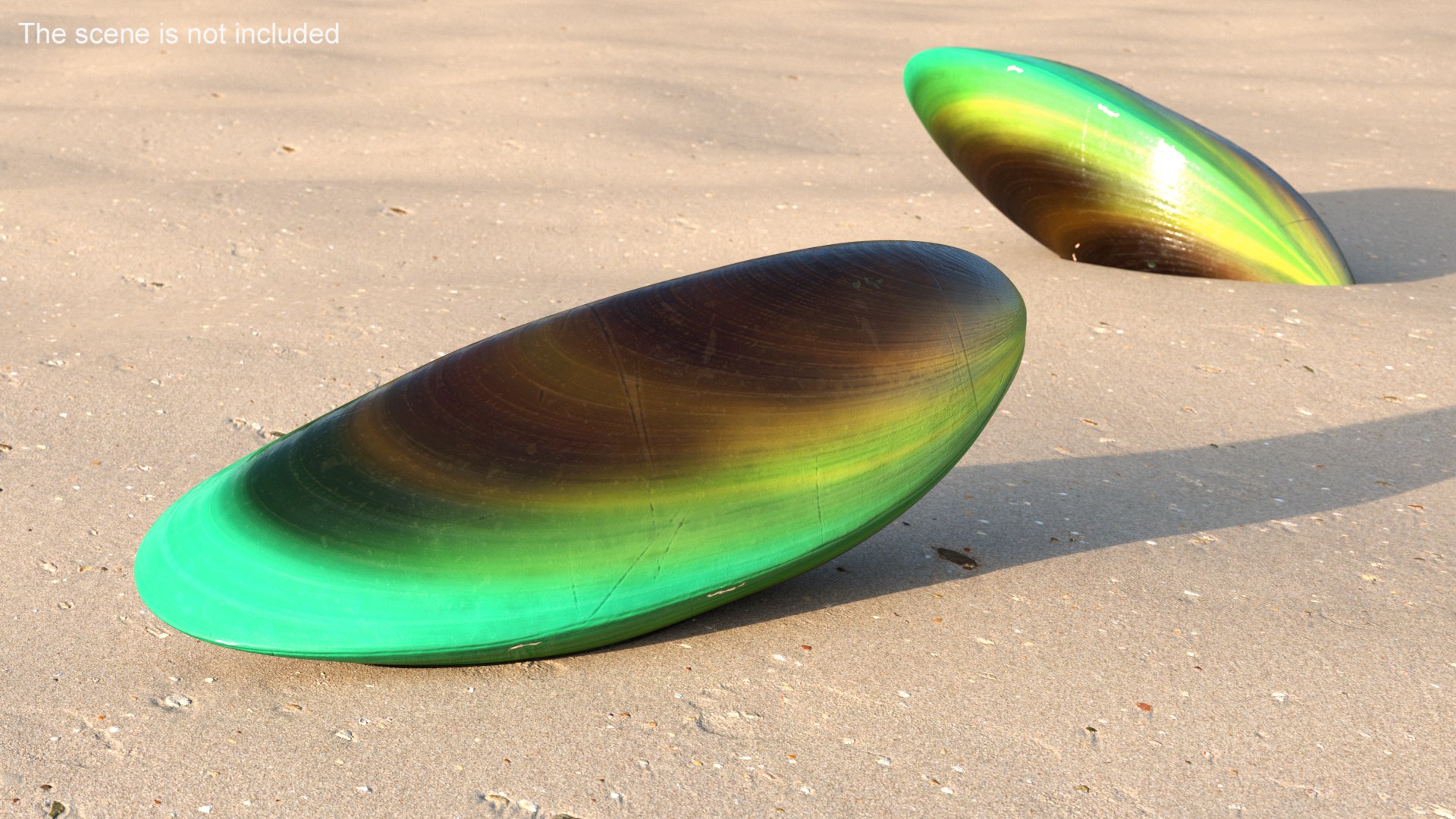 Green Lipped Clam Shell 3D Model - TurboSquid 2228011