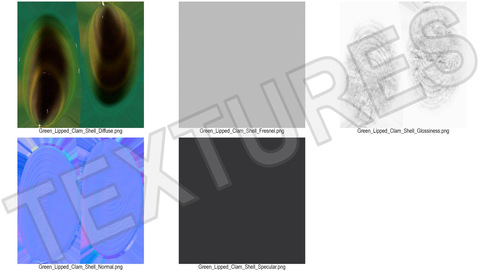 Green Lipped Clam Shell 3D Model - TurboSquid 2228011