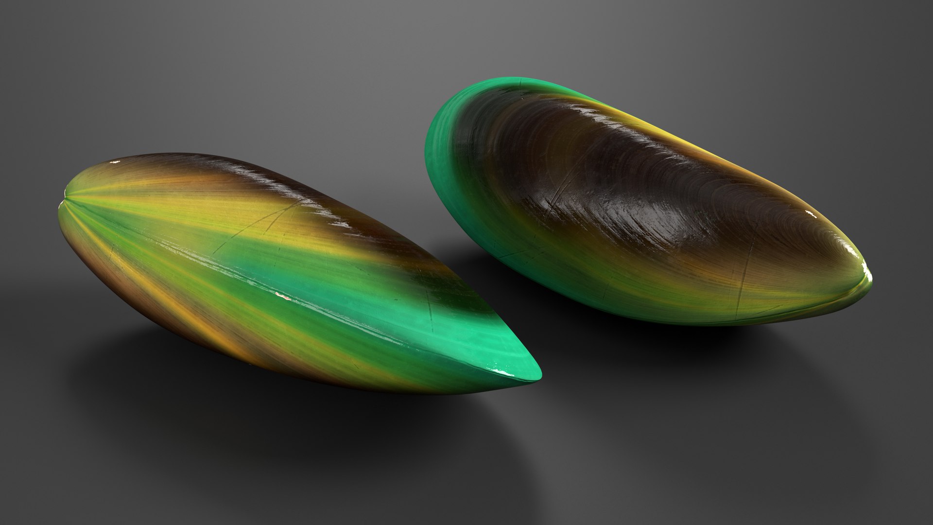 Green Lipped Clam Shell 3D Model - TurboSquid 2228011