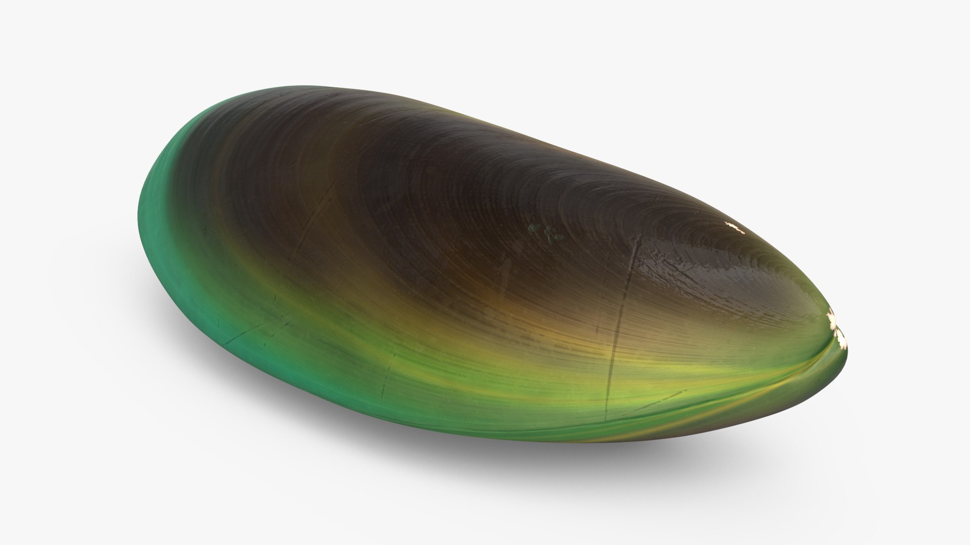 Green Lipped Clam Shell 3D Model - TurboSquid 2228011