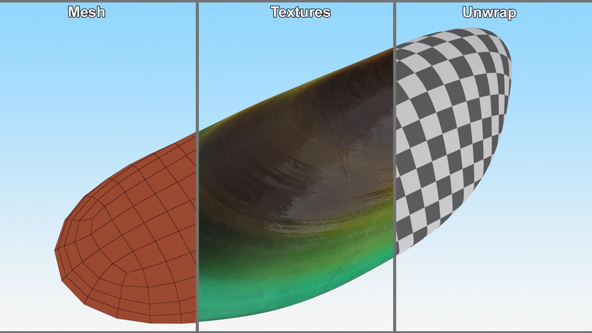 Green Lipped Clam Shell 3D Model - TurboSquid 2228011