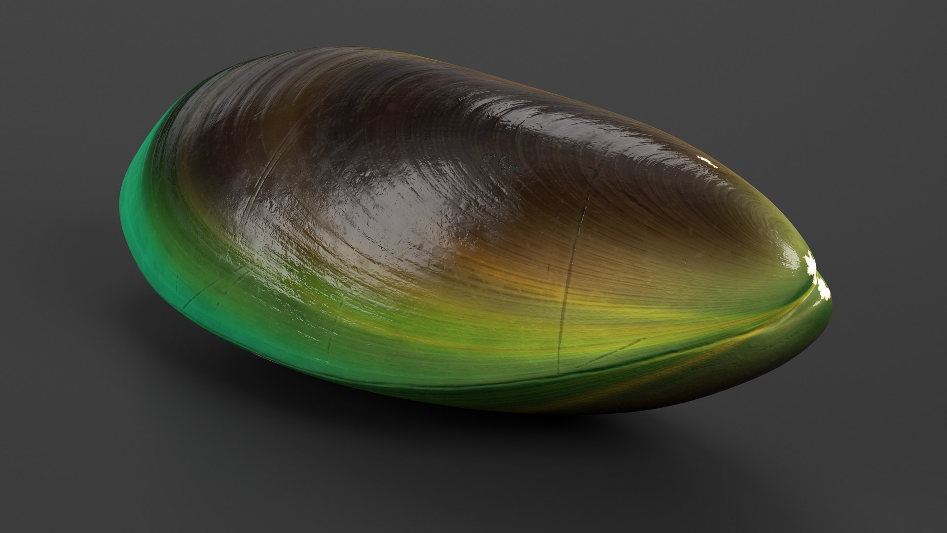 Green Lipped Clam Shell 3D Model - TurboSquid 2228011