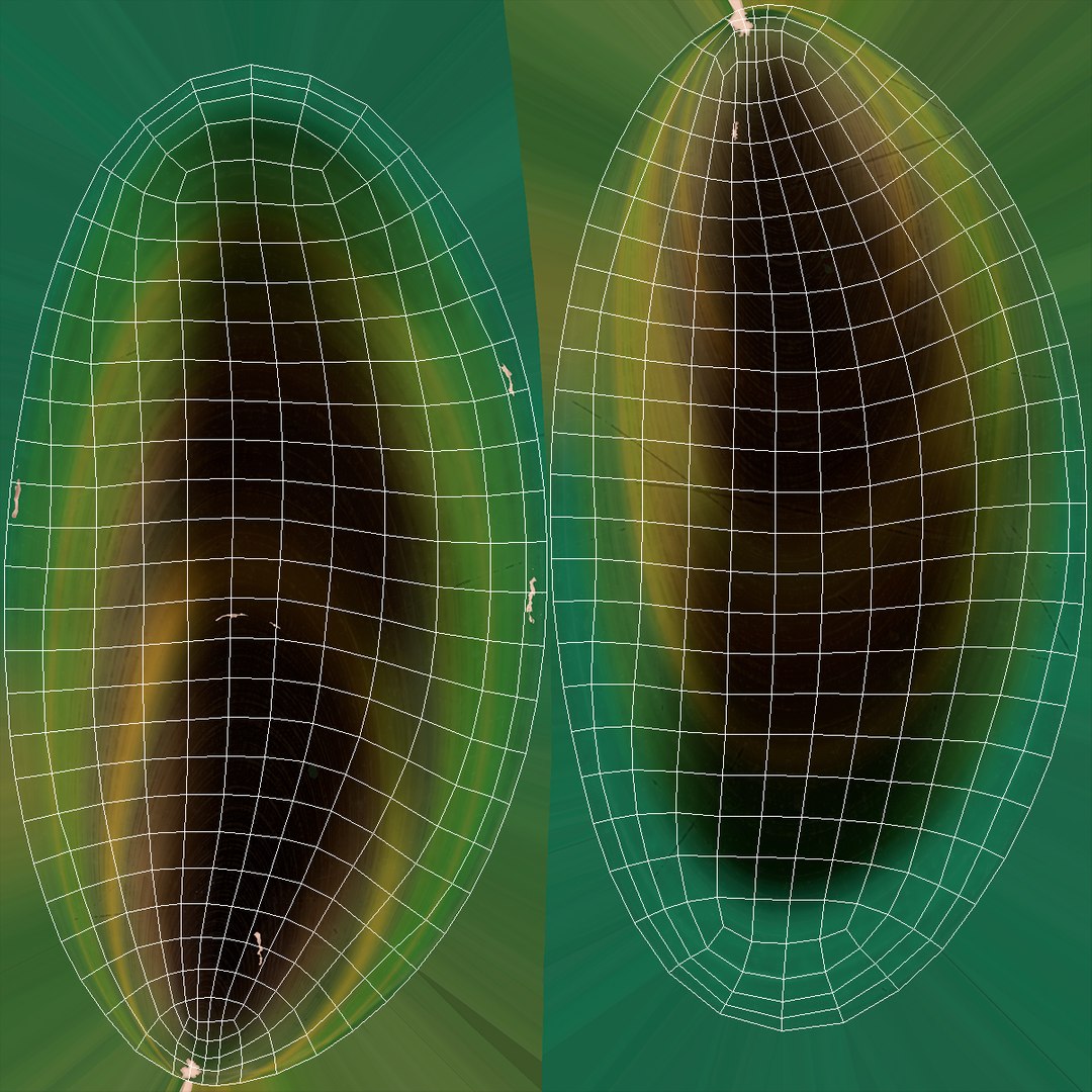 Green Lipped Clam Shell 3D Model - TurboSquid 2228011