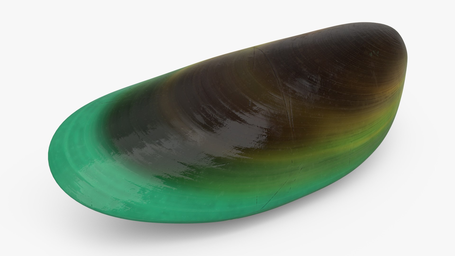 Green Lipped Clam Shell 3D Model - TurboSquid 2228011