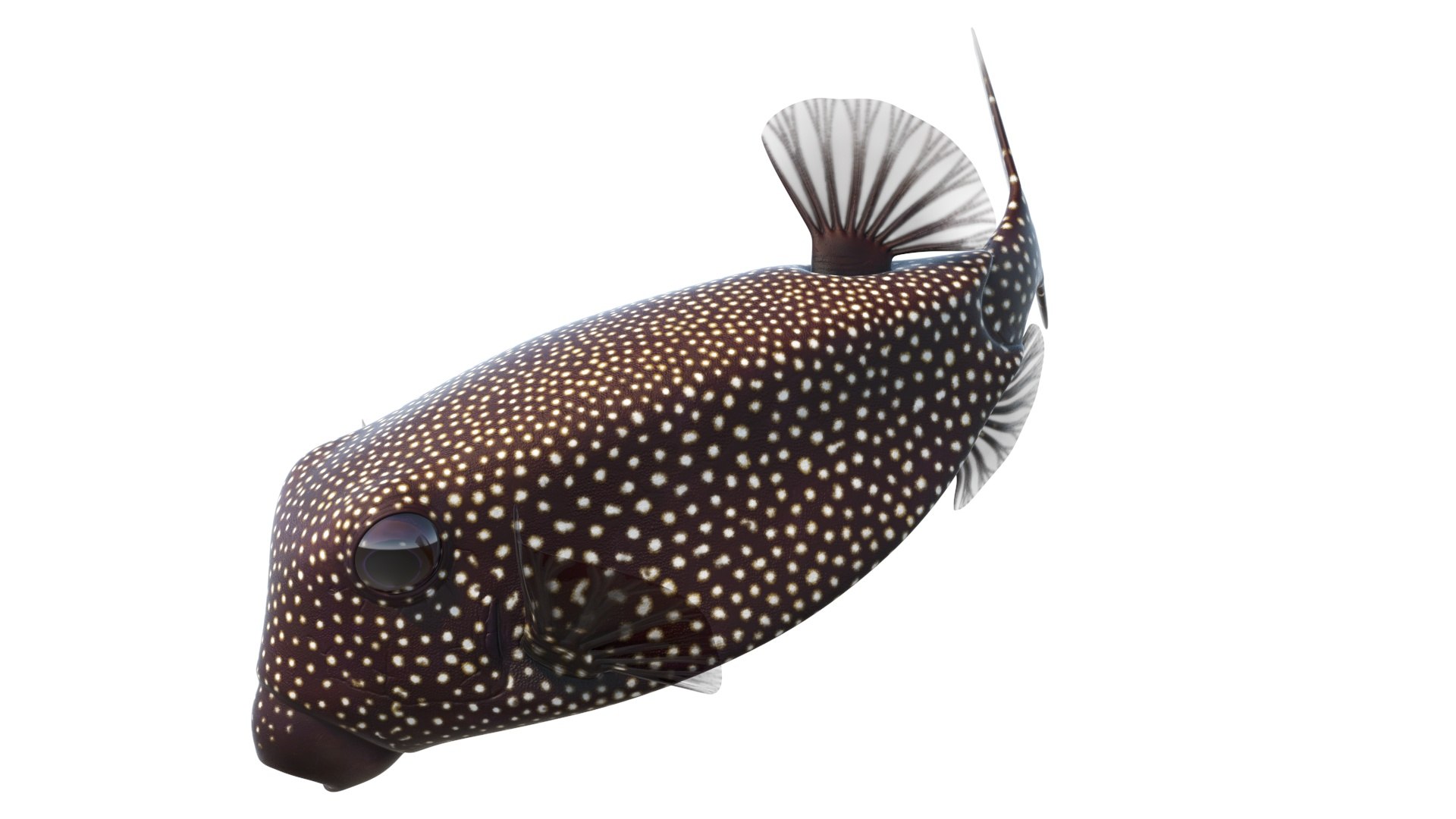 Brown Spotted Boxfish 3D Model - TurboSquid 2307834