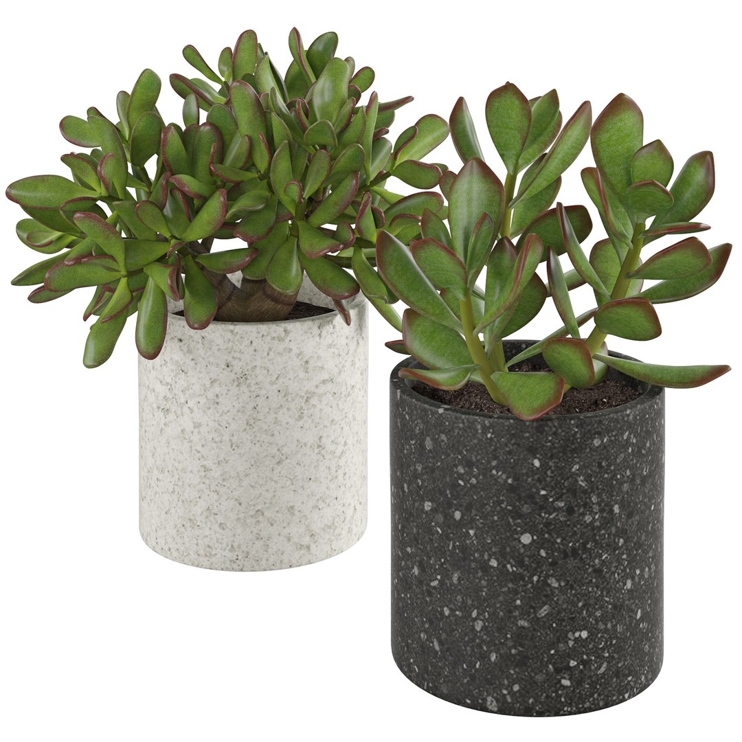 Houseplant 65 3D model - TurboSquid 1756795