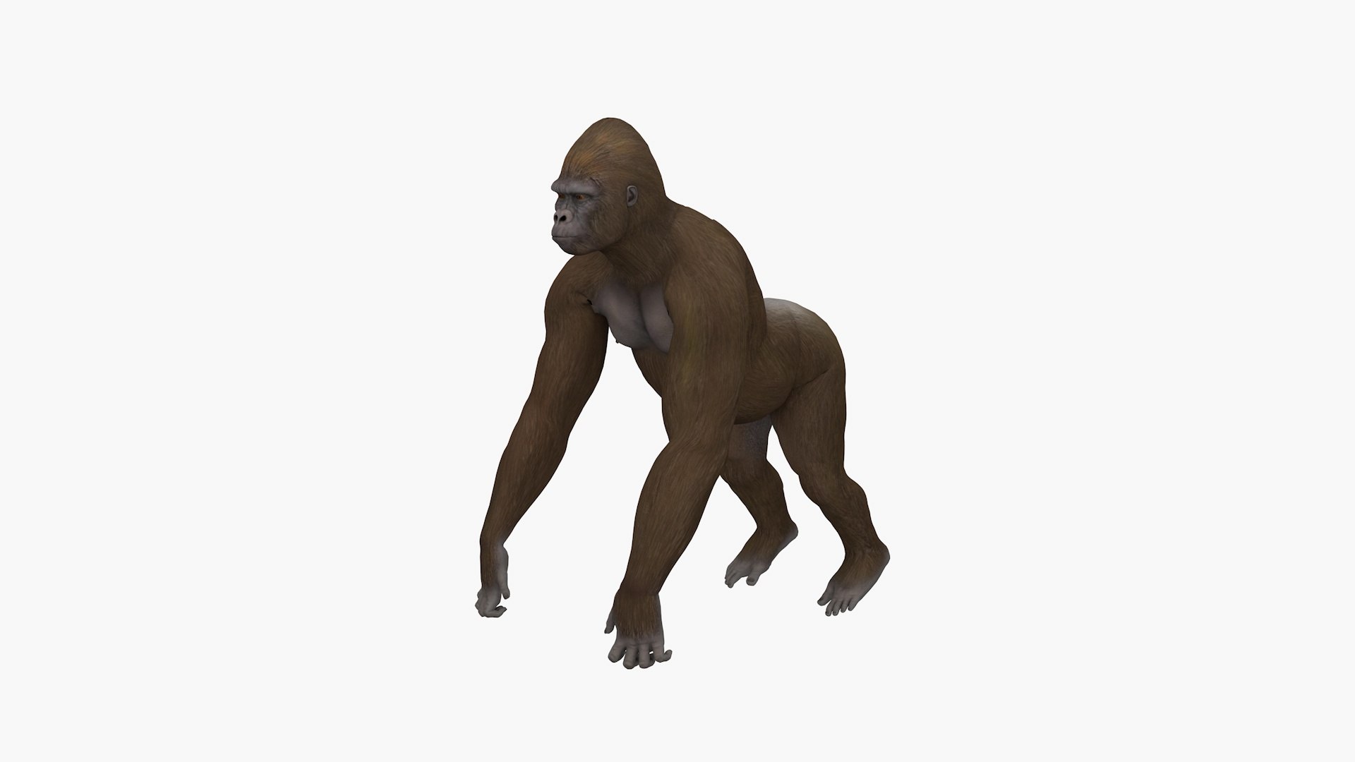 3D Gorilla Model - TurboSquid 2345684