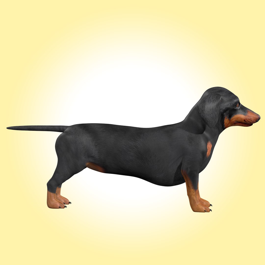 Dachshund Dog 3D - TurboSquid 2018393