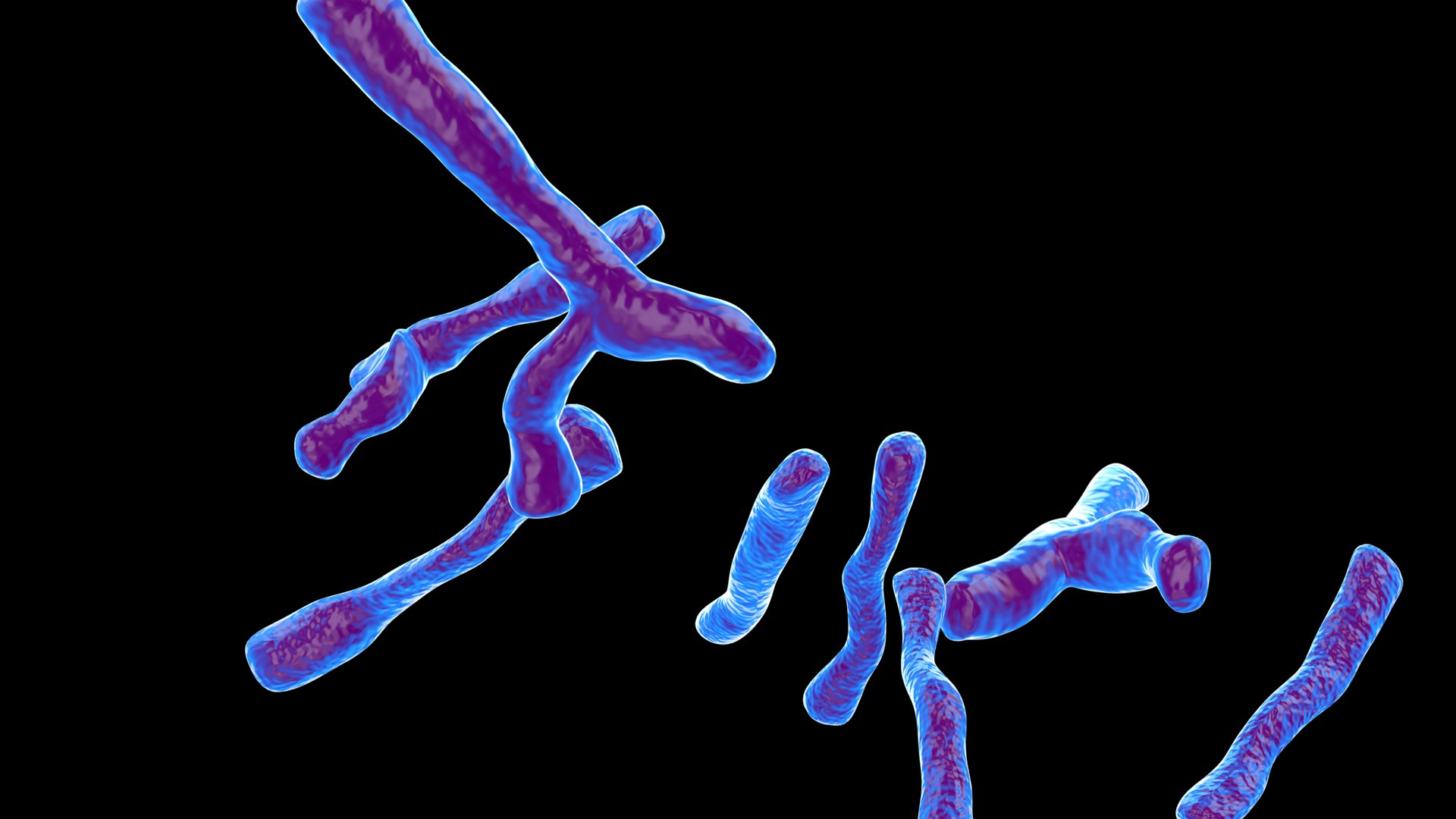 Bifidobacterium 3D - TurboSquid 2213918