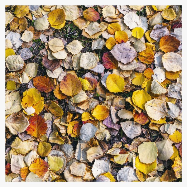 Autumn foliage material 02 3D model - TurboSquid 1966477