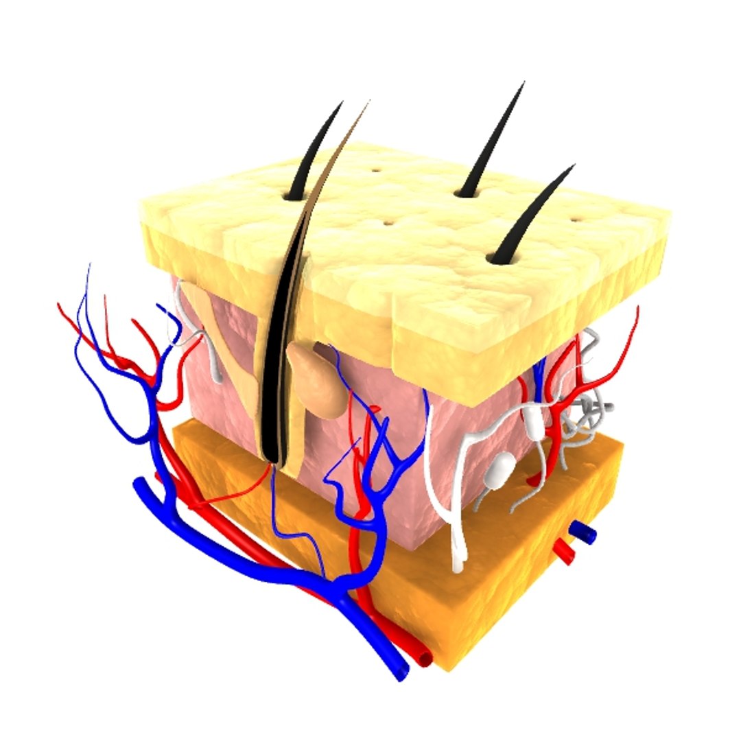 3d Human Skin