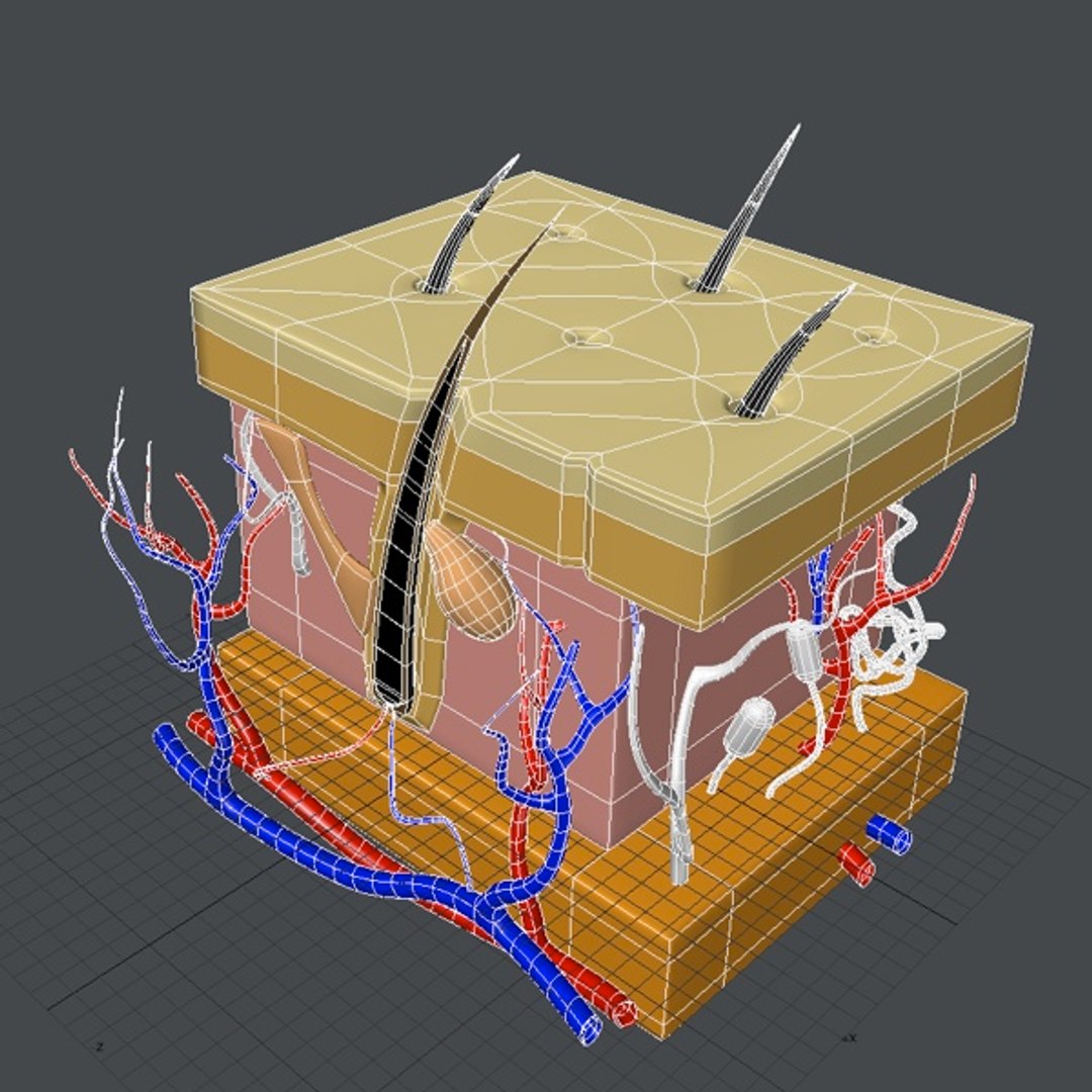 3d Human Skin