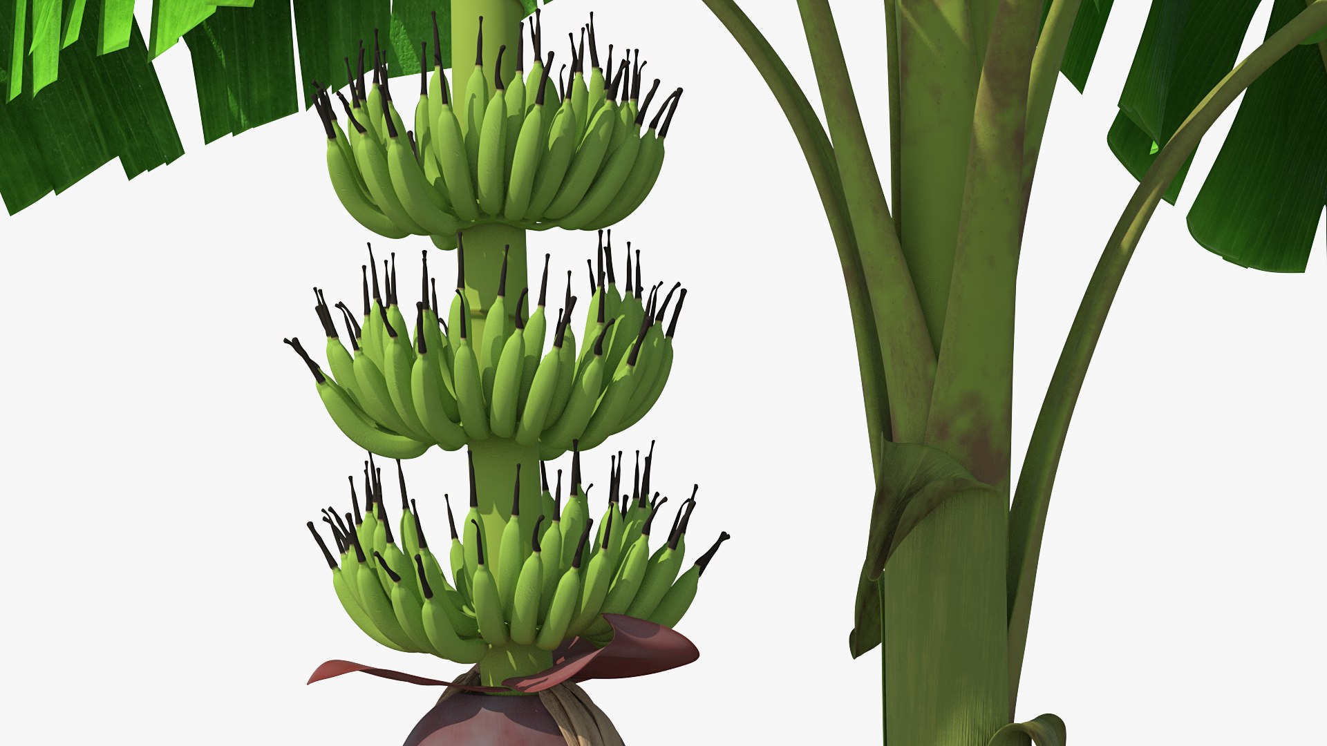 3D Blooming Banana Tree Green - TurboSquid 1577707