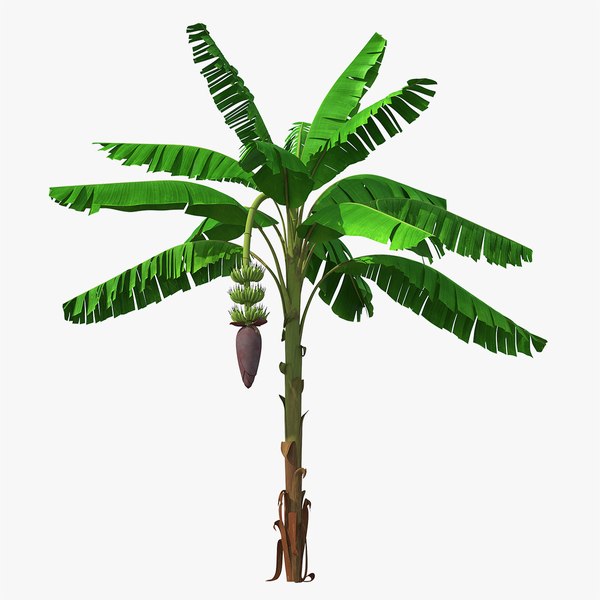 Banana Tree 3D Models for Download | TurboSquid