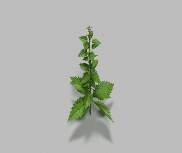 3d model stinging nettle